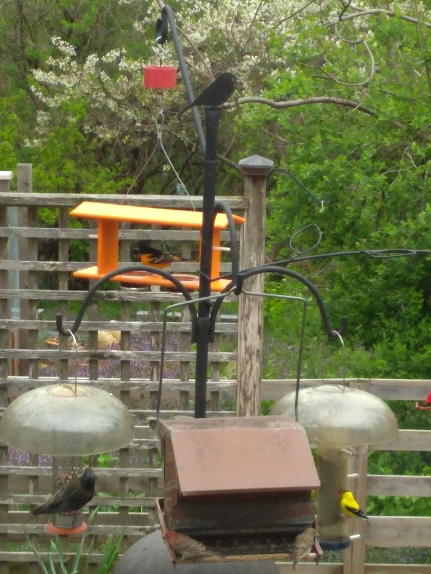 Authentic Project Ideas – Building a Bird Feeder – The Educational Journey