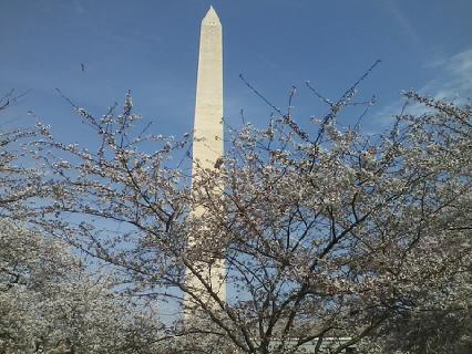 Authentic Project Ideas – Trees as Gifts – The Educational Journey