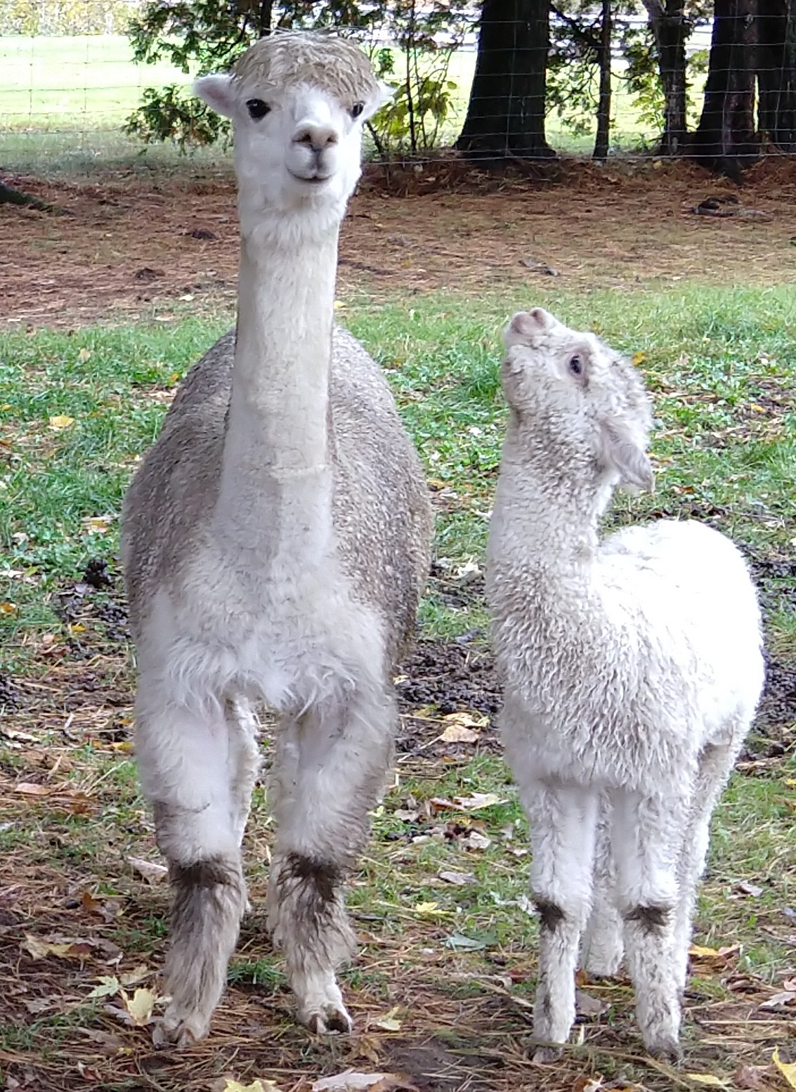 Authentic Project Ideas – Domestic vs Wild Animals – The Educational ...