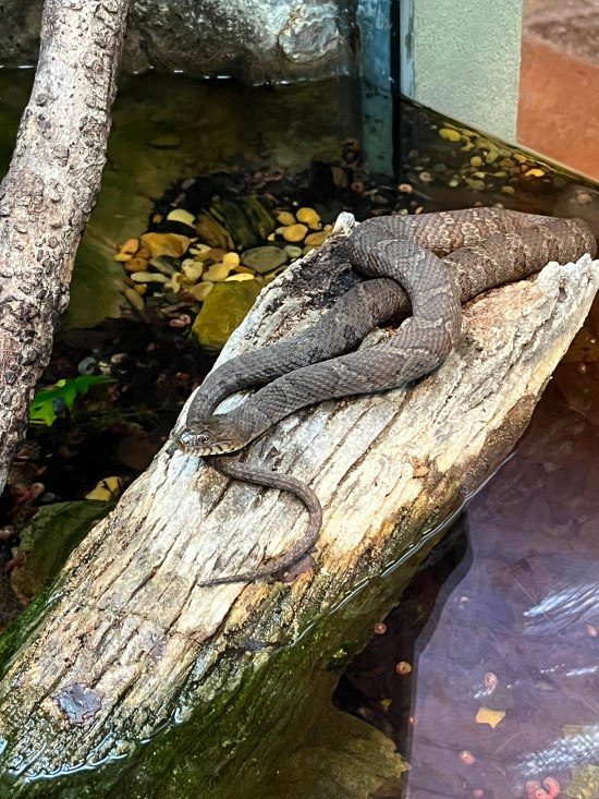 Authentic Project Ideas – Snakes – The Educational Journey