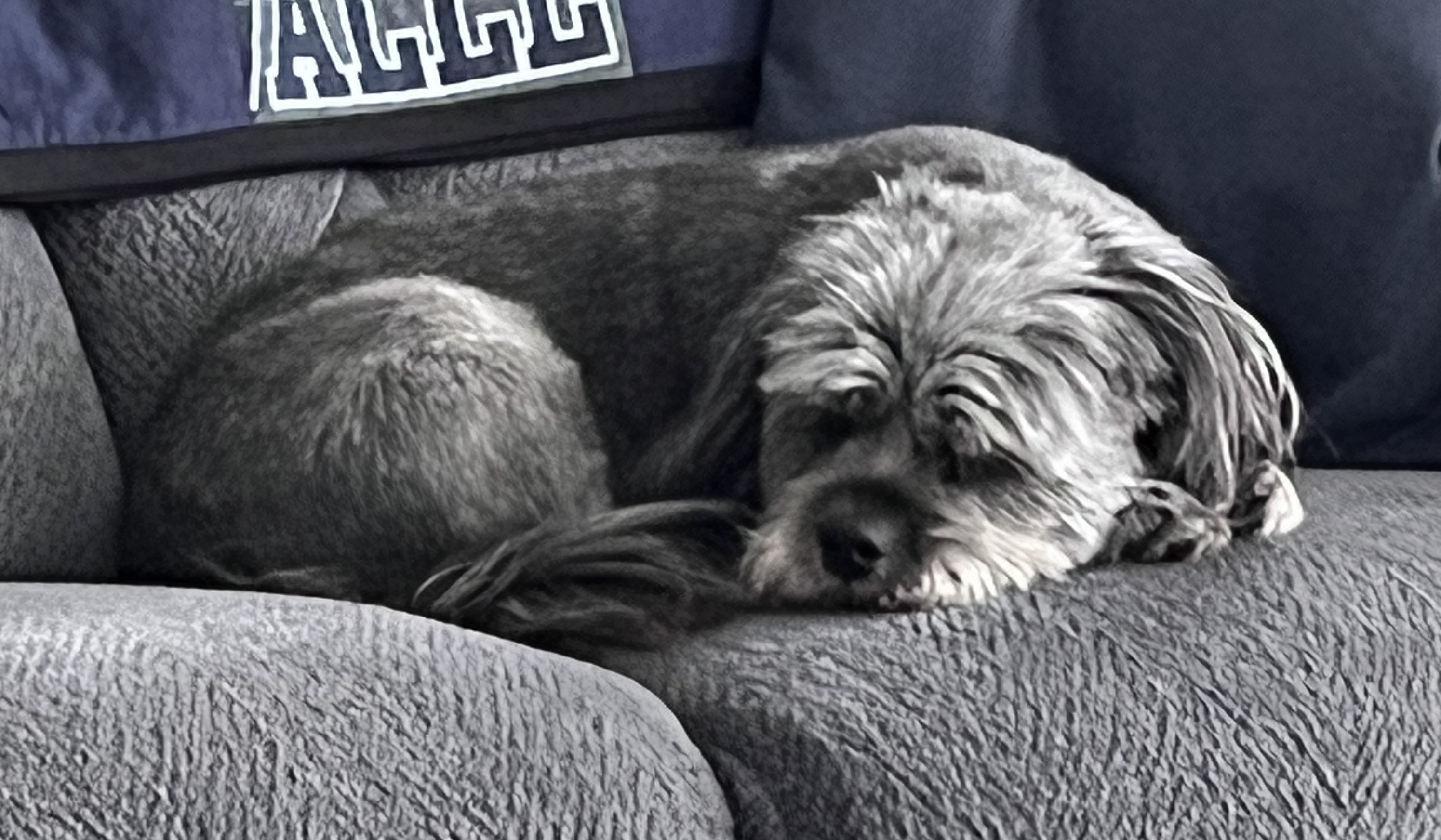 Authentic Project Ideas – Dogs – The Educational Journey